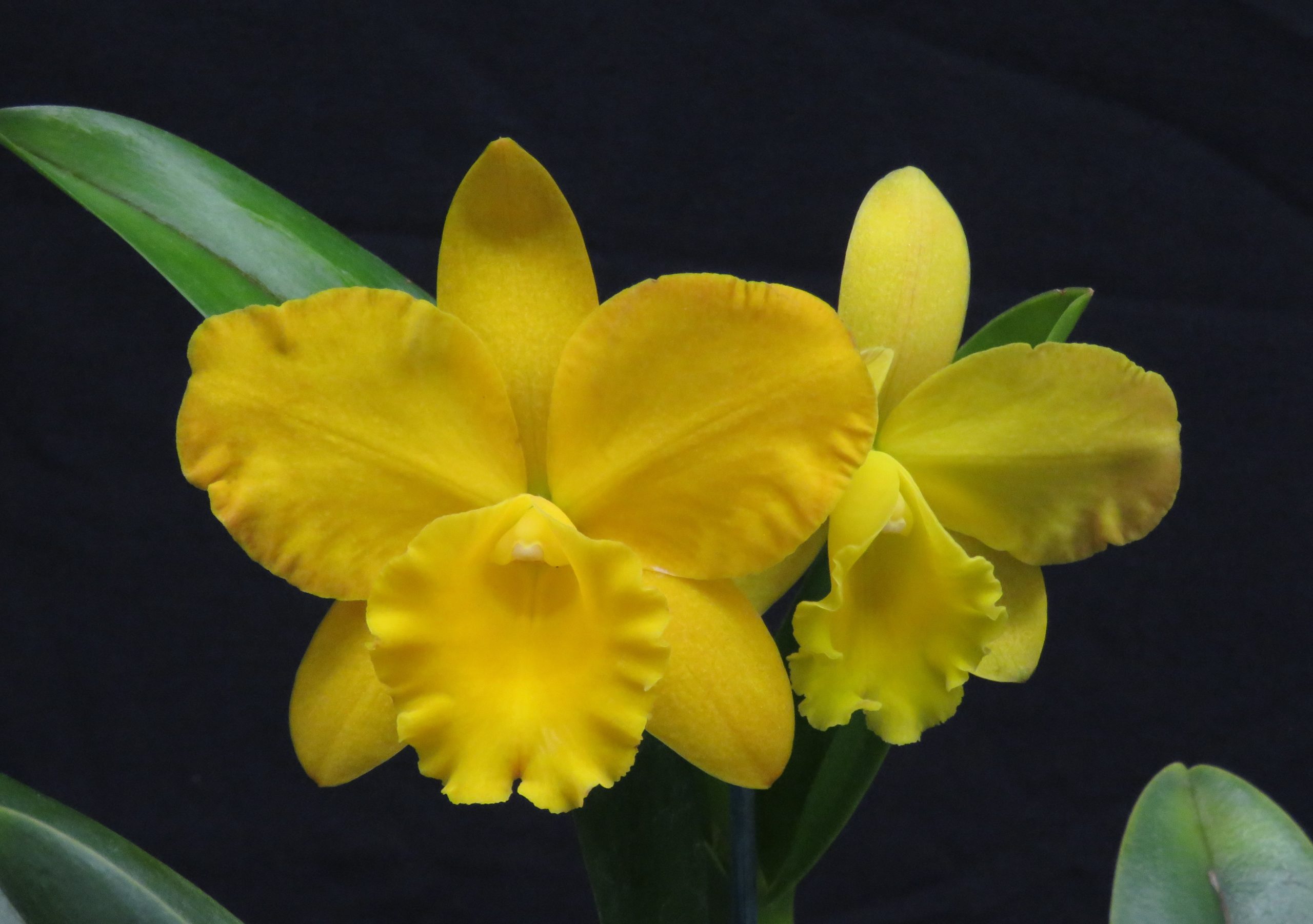 Eastern District Orchid Society Autumn Orchid Show - The Community ...